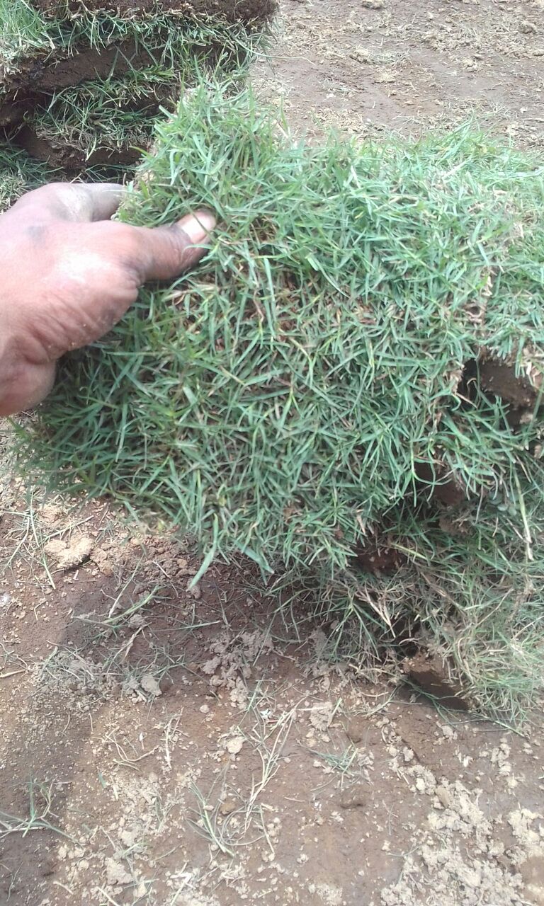 Rumput Swiss ~ JUAL RUMPUT TAMAN DAN BIBIT RUMPUT TERNAK