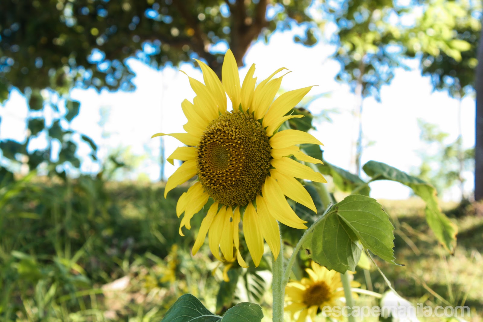 Day 14 of PHL50 : Exploring Ligao and Tabaco, Albay - Escape Manila