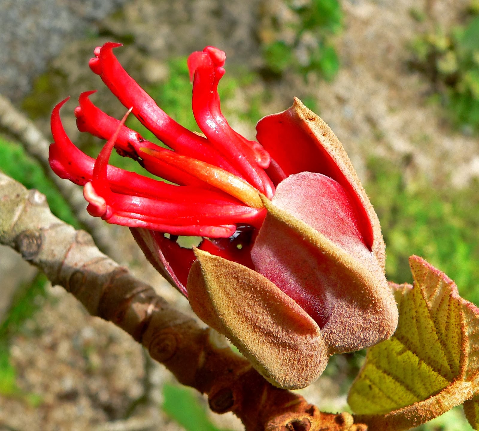 THE DEVIL'S HAND TREE - Chiranthodendron pentadactylon |The Garden of Eaden