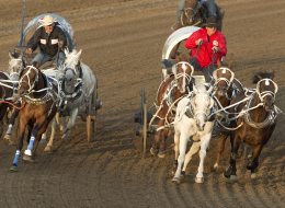 Bryce Karl: Calgary Stampede Horse Deaths Spur Review