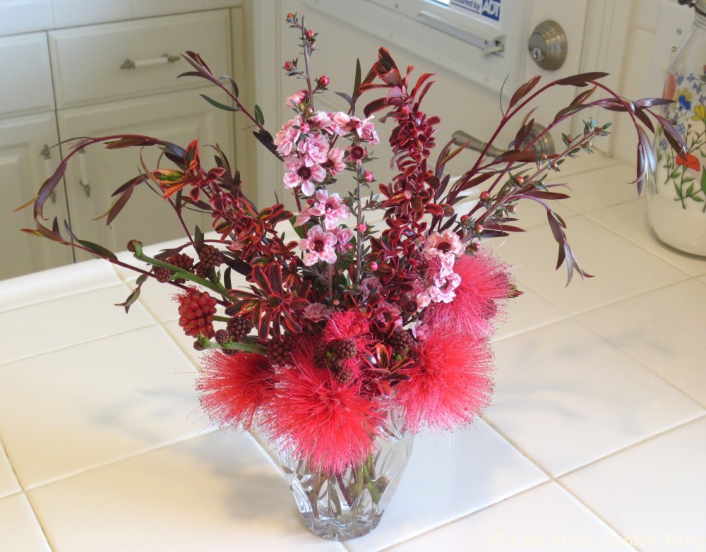 Late to the Garden Party: In a Vase on Monday: Red!