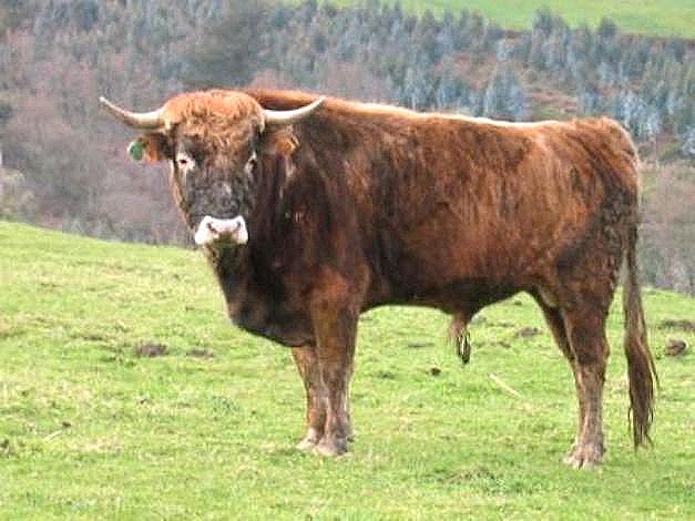 Cantabria Occidental: Exposición extraordinaria de razas de vacuno