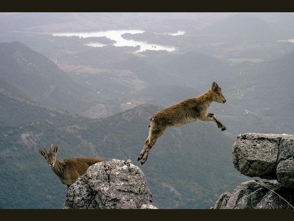 CLASA NOASTRĂ: [ FOTO ] CAPRA DE MUNTE