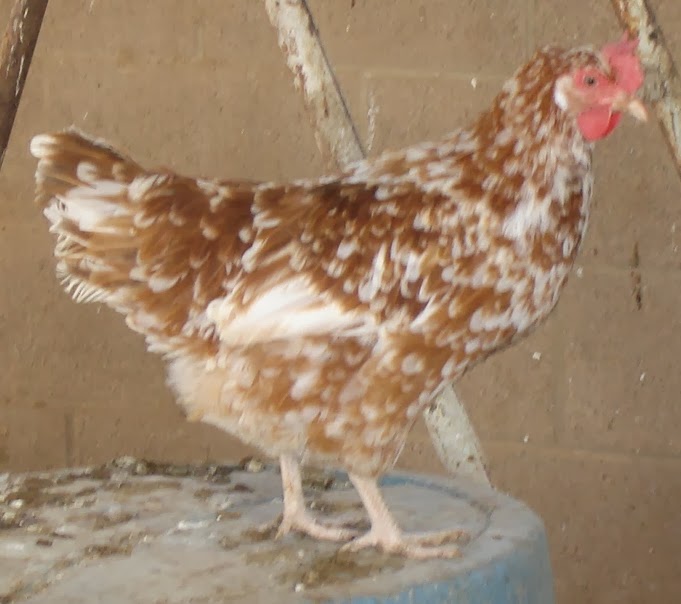 Aloha Chickens: Fall Breeder Pen #2