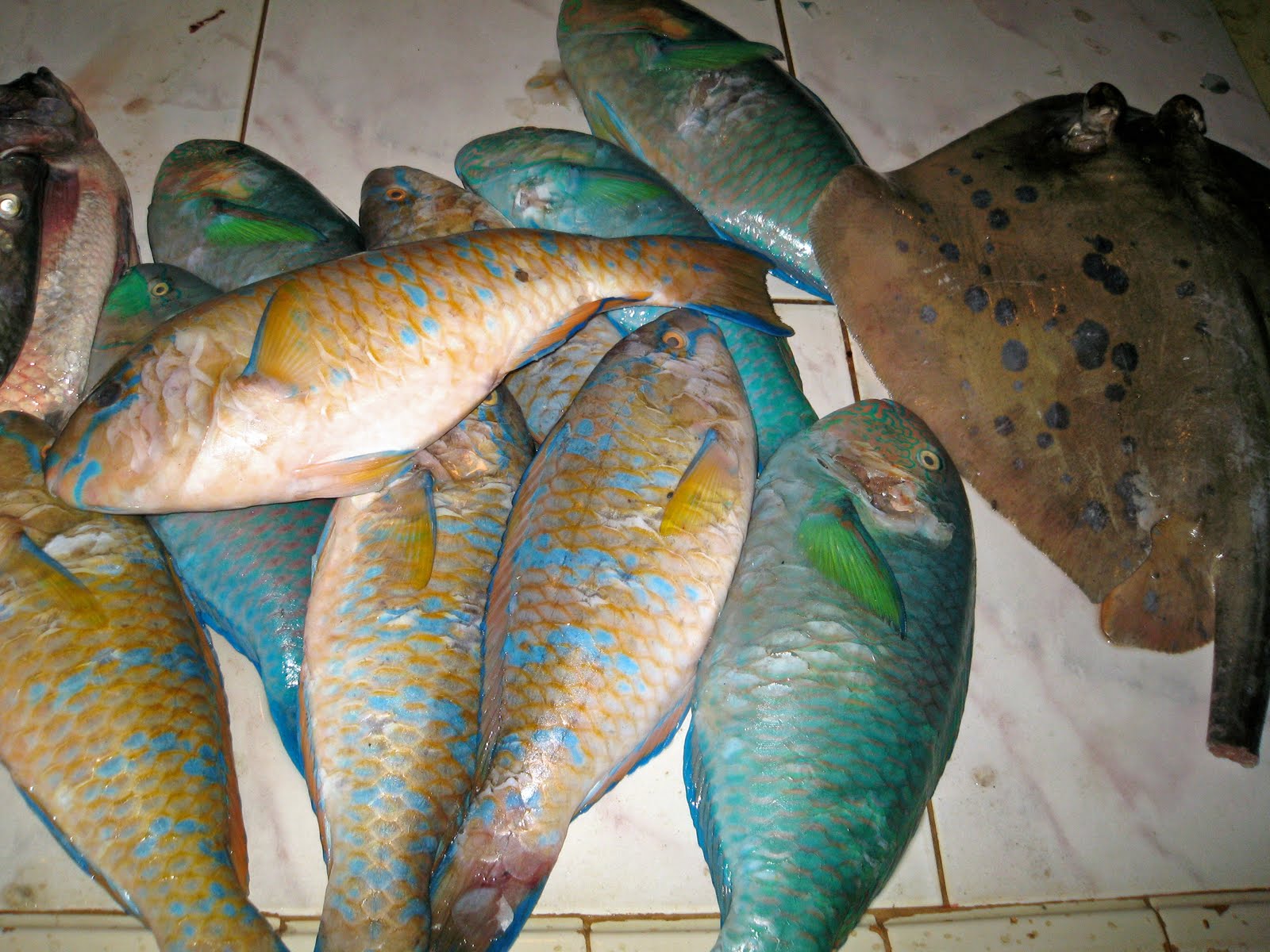 bucaio: Isdang Cavite