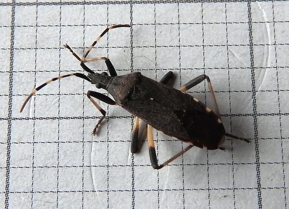 North Cornwall Naturalist: Fritillaries on my Butterfly Transect