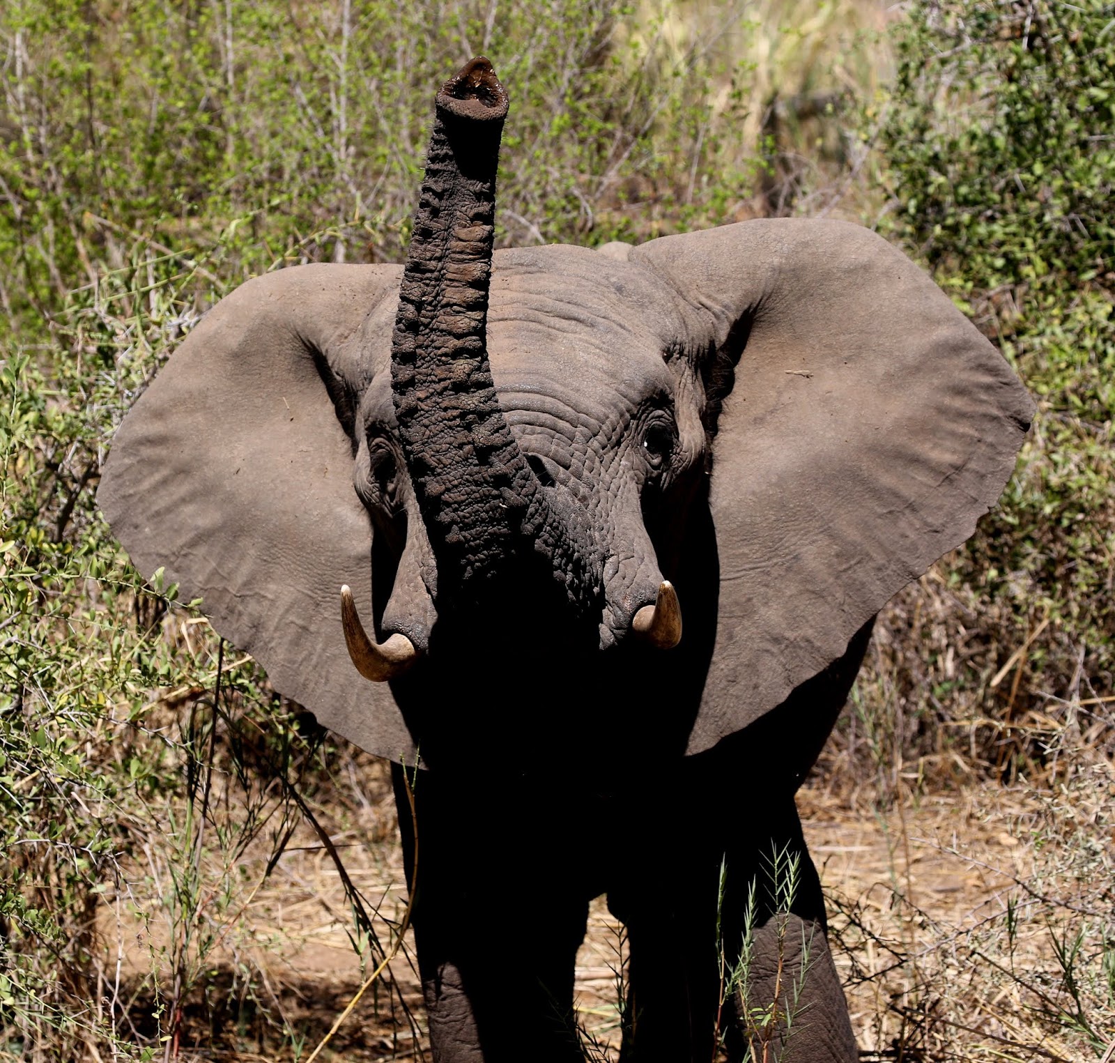 Worldbirder: Clare & Rowan's Africa trip!