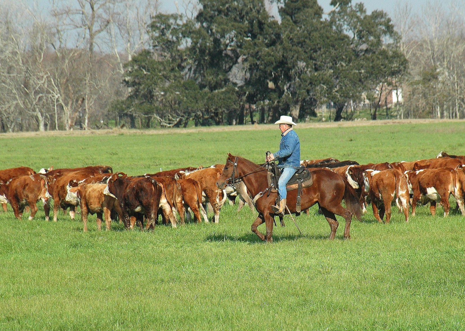 Louisiana Agritourism: Farm to Table Movement