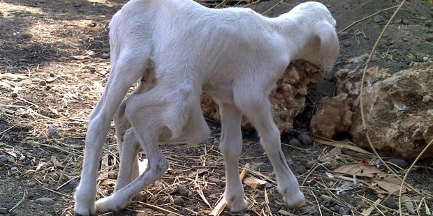 Just for Share by enysuryo: Strange goat-footed 7