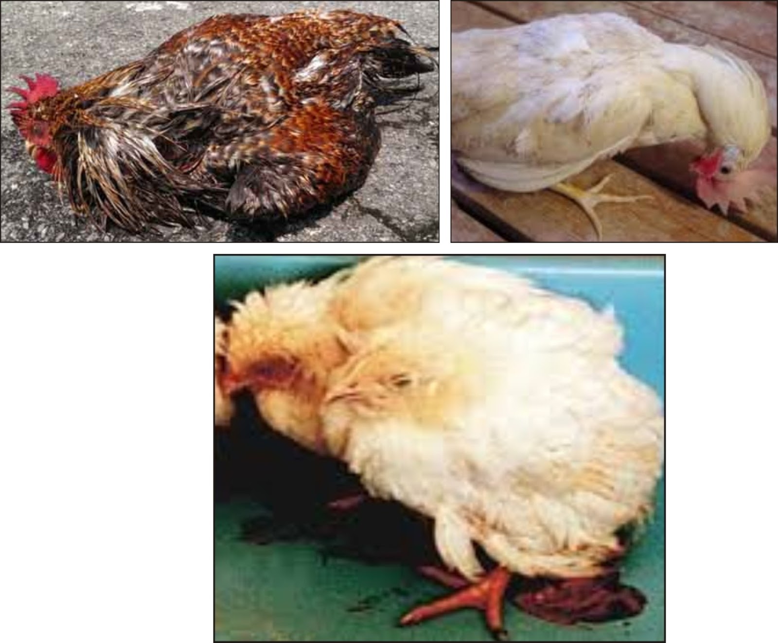 Penyakit Colibacillosis Pada Ayam