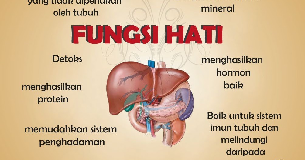 Gambar Hati Manusia Dan Bagiannya ~ galeri gambar hade