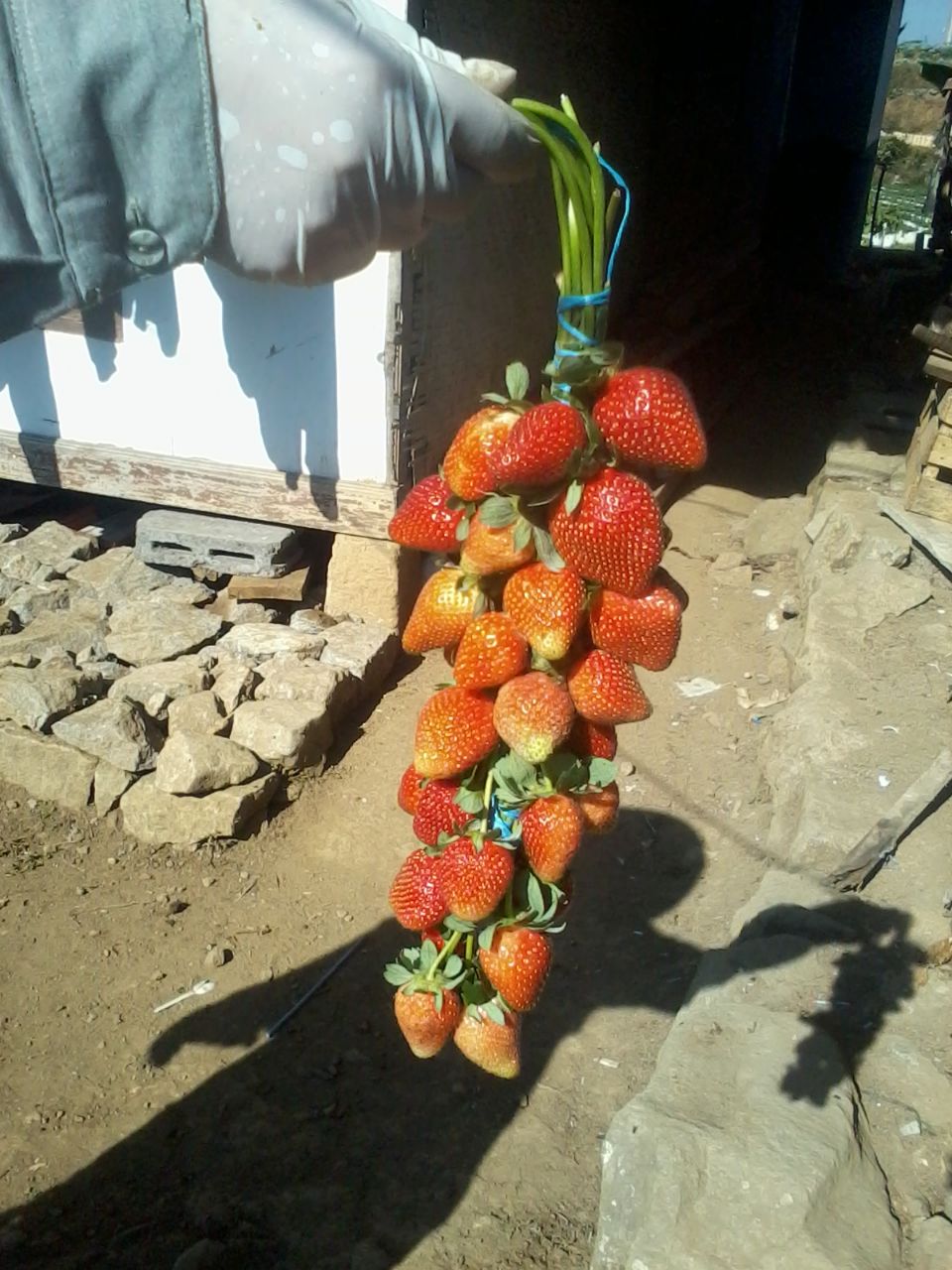 JUAL BIBIT STRAWBERRY | BUDIDAYA STROBERI | BUAH STRAWBERRY: Skema ...