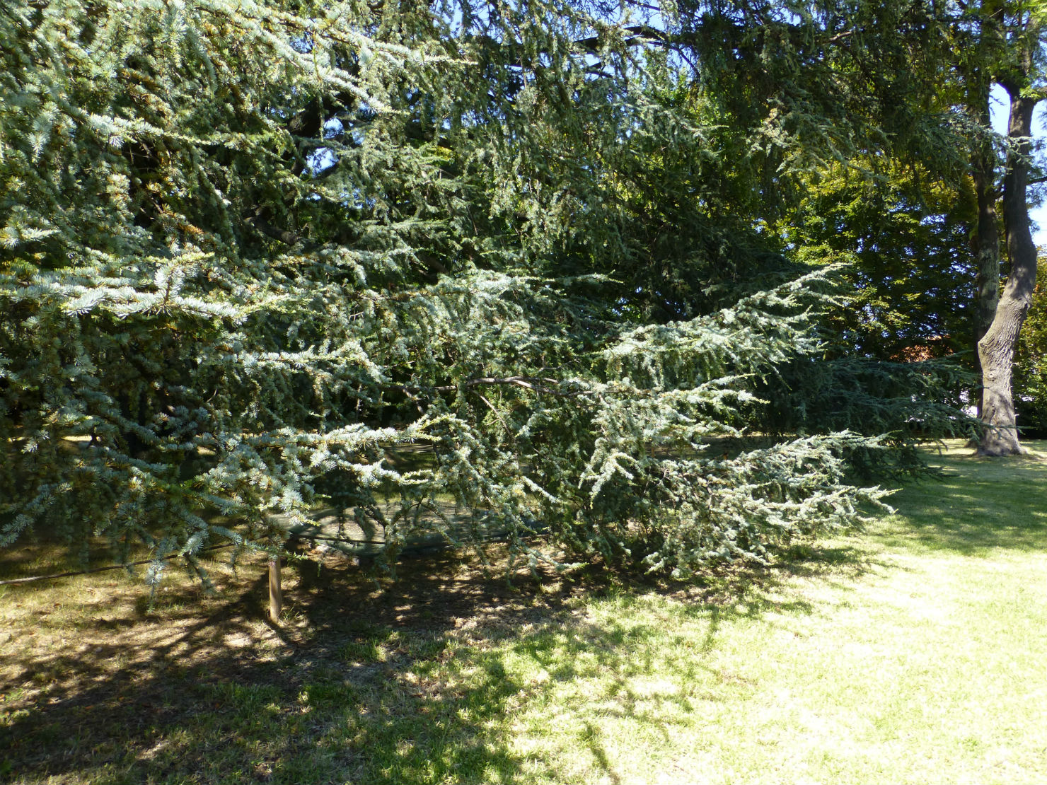 sarrabiscos: Cedro do Atlas de agulhas azuis