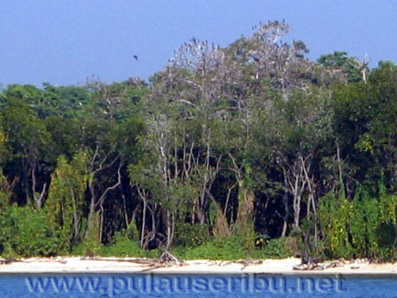 suaka marga satwa pulau rambut