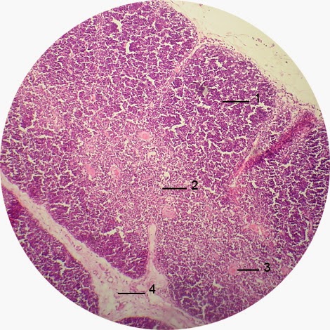 Timo | Medicina Explicada