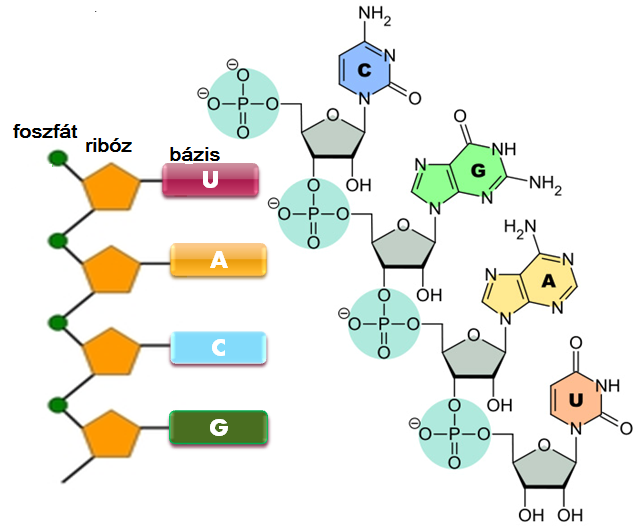 BIO-LOGIA: AZ ÖRÖKLETES INFORMÁCIÓ