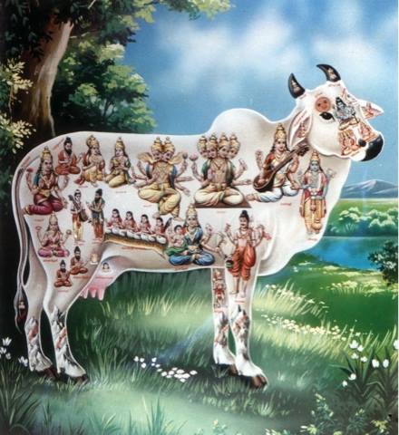 COW : SURYA-KETU NADI