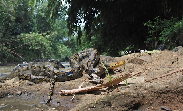 Ular Asli Indonesia: Ular Sanca Batik (Python reticulatus)