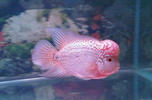Flowerhorn The Hybrid Cichlids: Louhan Jenong Free Marking