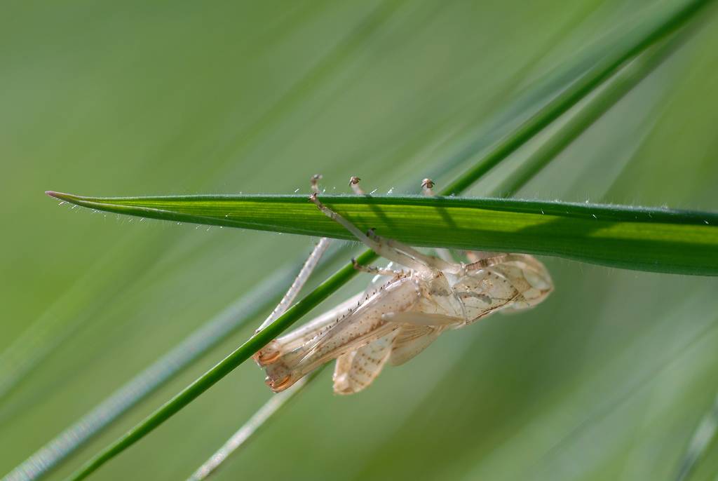 Ecdysis: When Growing Up is More than Skin Deep | The Ark In Space