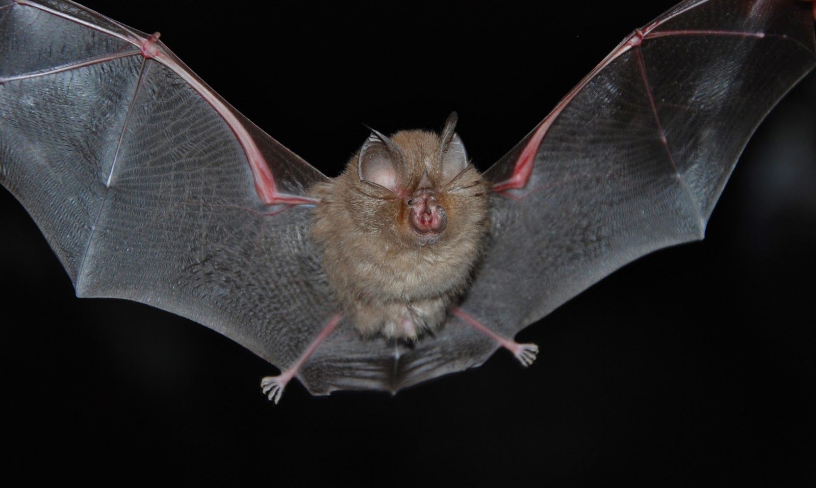 Biodiversity of Cyprus by NGO Protection of the Natural Heritage and ...