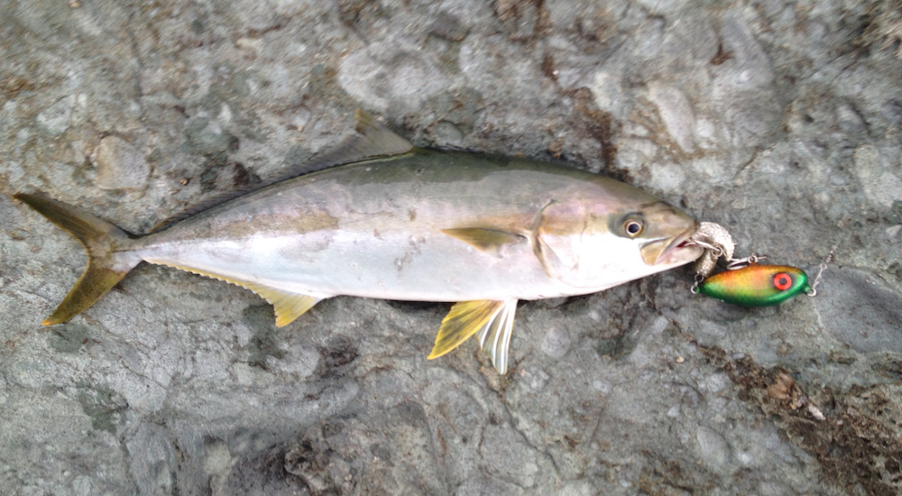 American saltwater lures can catch Japanese fish?: (No. 316) Yellowtail ...