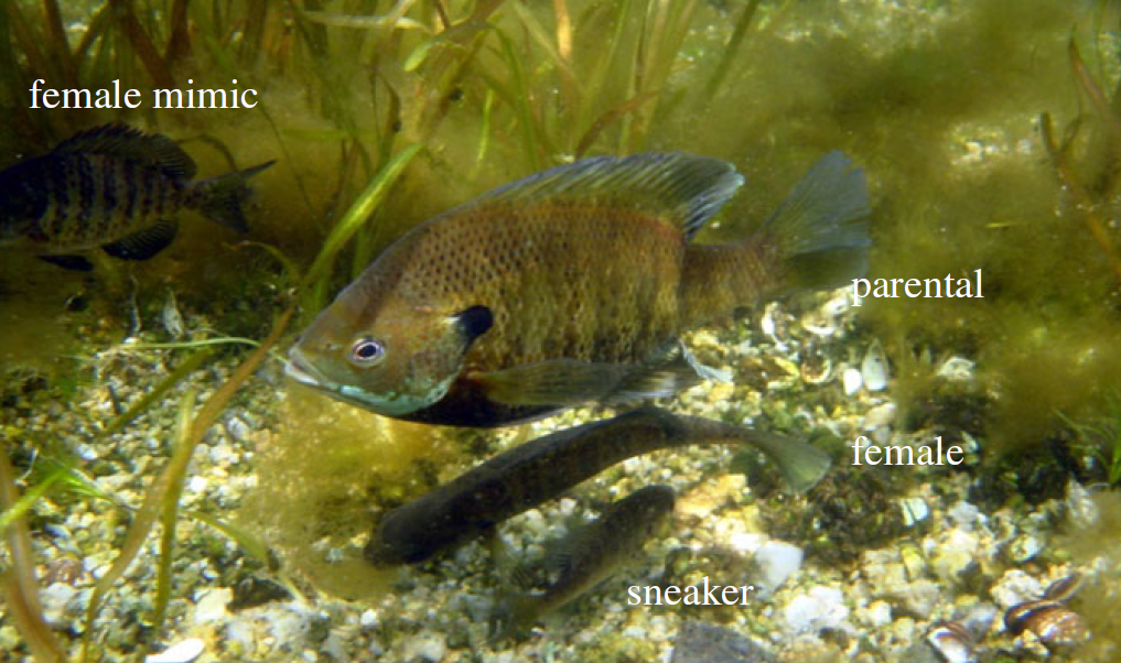 Virginia Tech Ichthyology Class : Sneaky Female Mimicking Bluegill, by ...