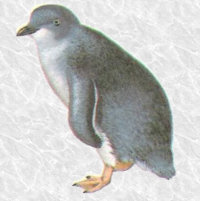 Zoológico Virtual do Koba: Pinguim Azul