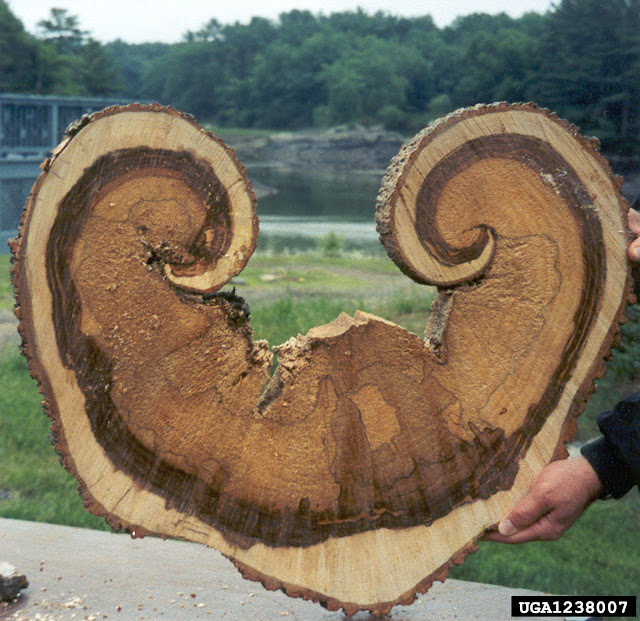 Earth and Space News: Tree Wound Responses: Healthy Wound Closures by ...