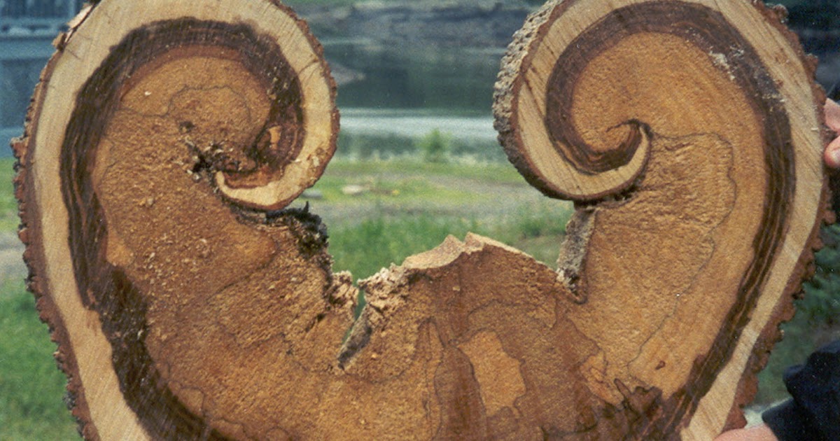 Earth and Space News: Tree Wound Responses: Healthy Wound Closures by ...