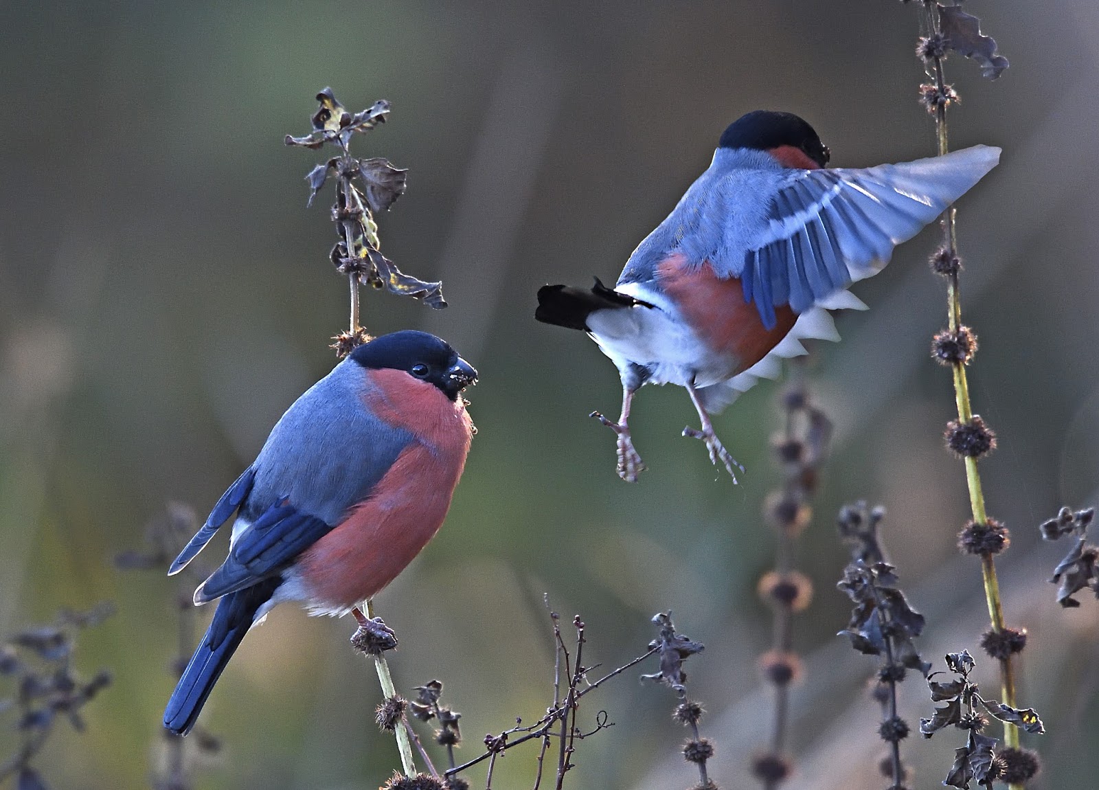 Alan James Photography : Bird take-offs
