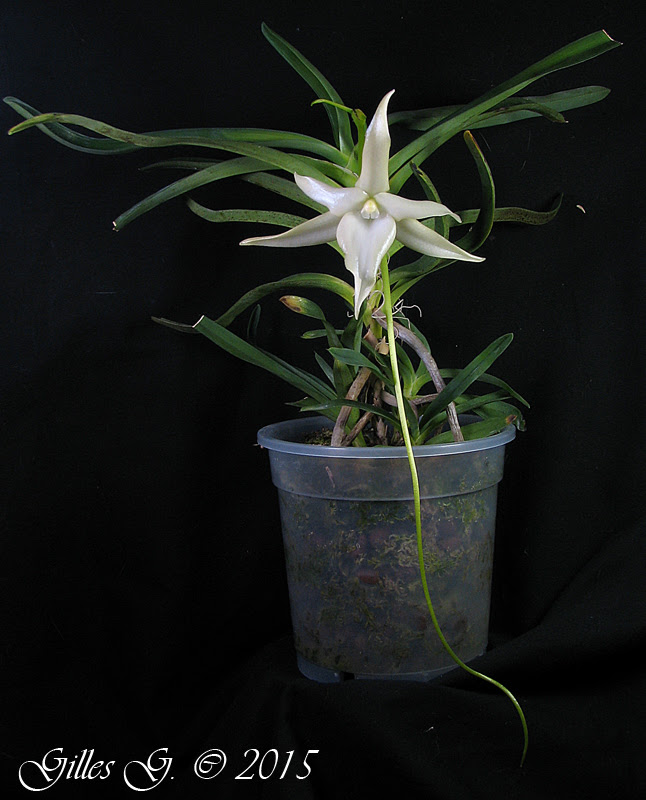 Angraecoid orchids: Angraecum sesquipedale Thouars. (1822)