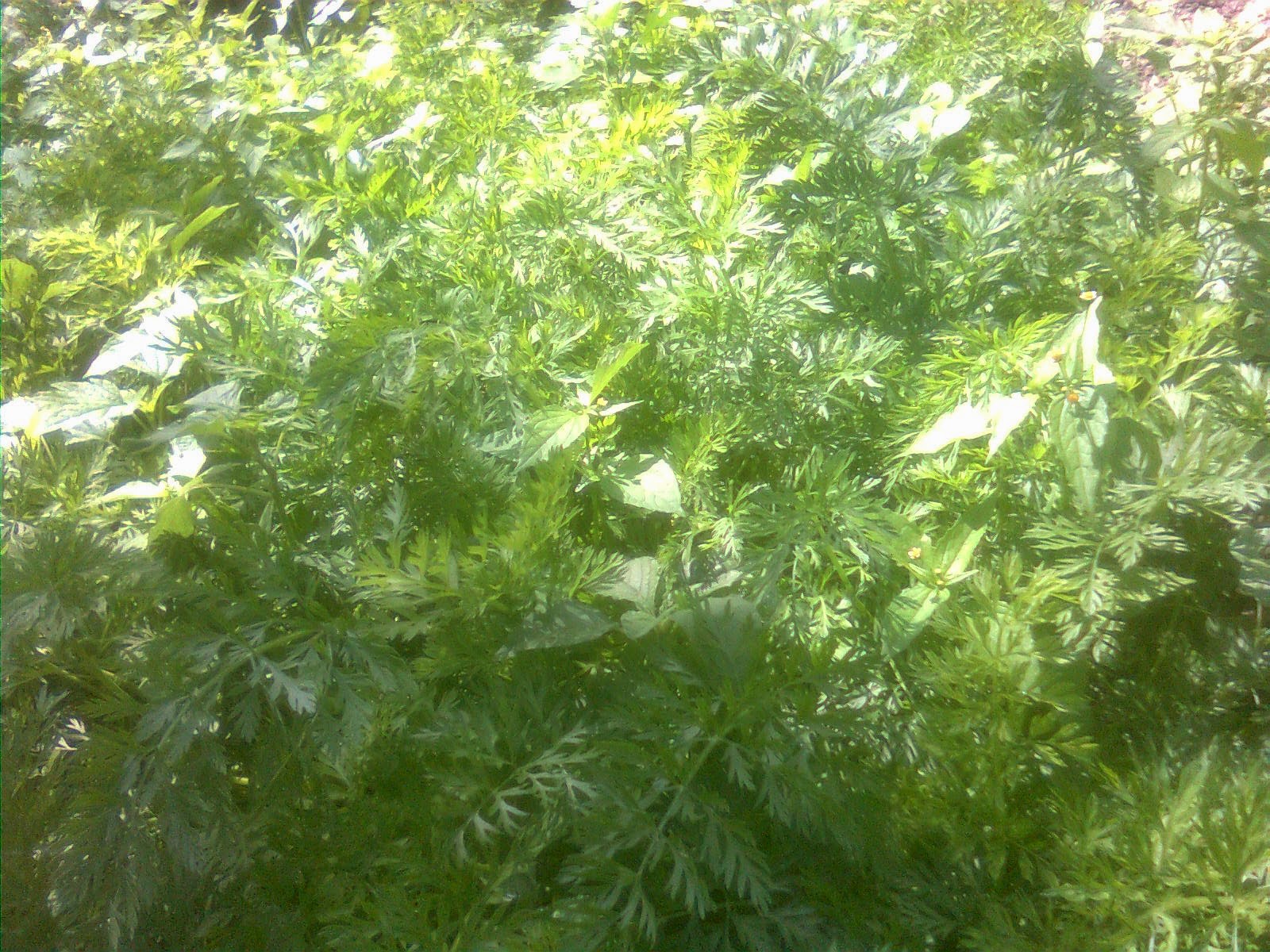 Cum Să Faci O Cultură De Morcovi - Cum să faci o grădină