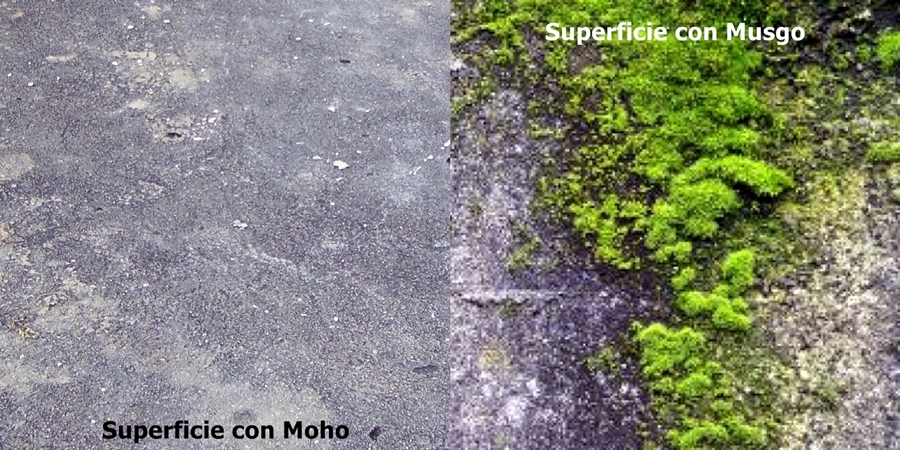 EnconcretoVE - Concreto Decorativo: Musgo y Moho sobre el Concreto