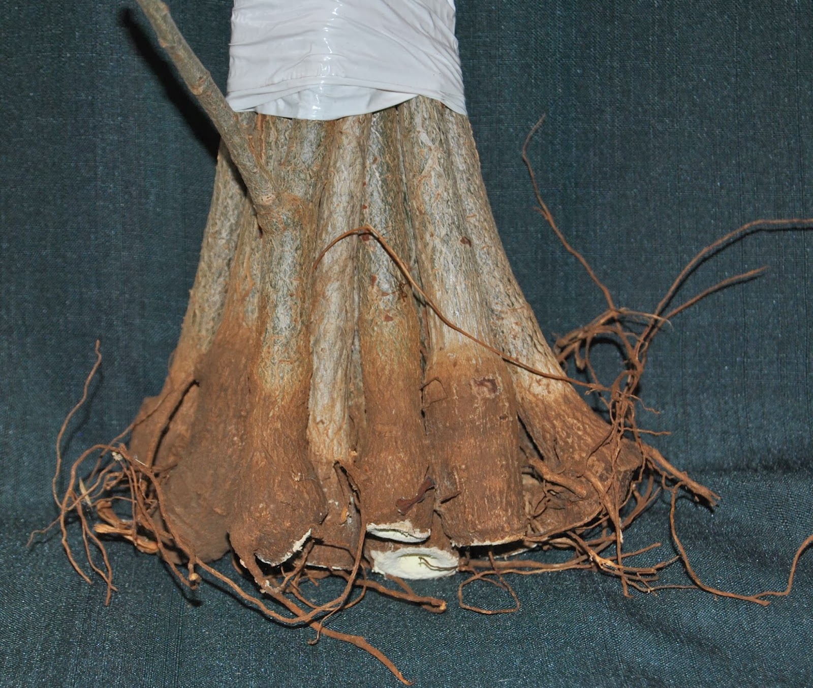 LENNARD'S BONSAI BEGINNINGS.: Adansonia digitata (Baobab)- African ...