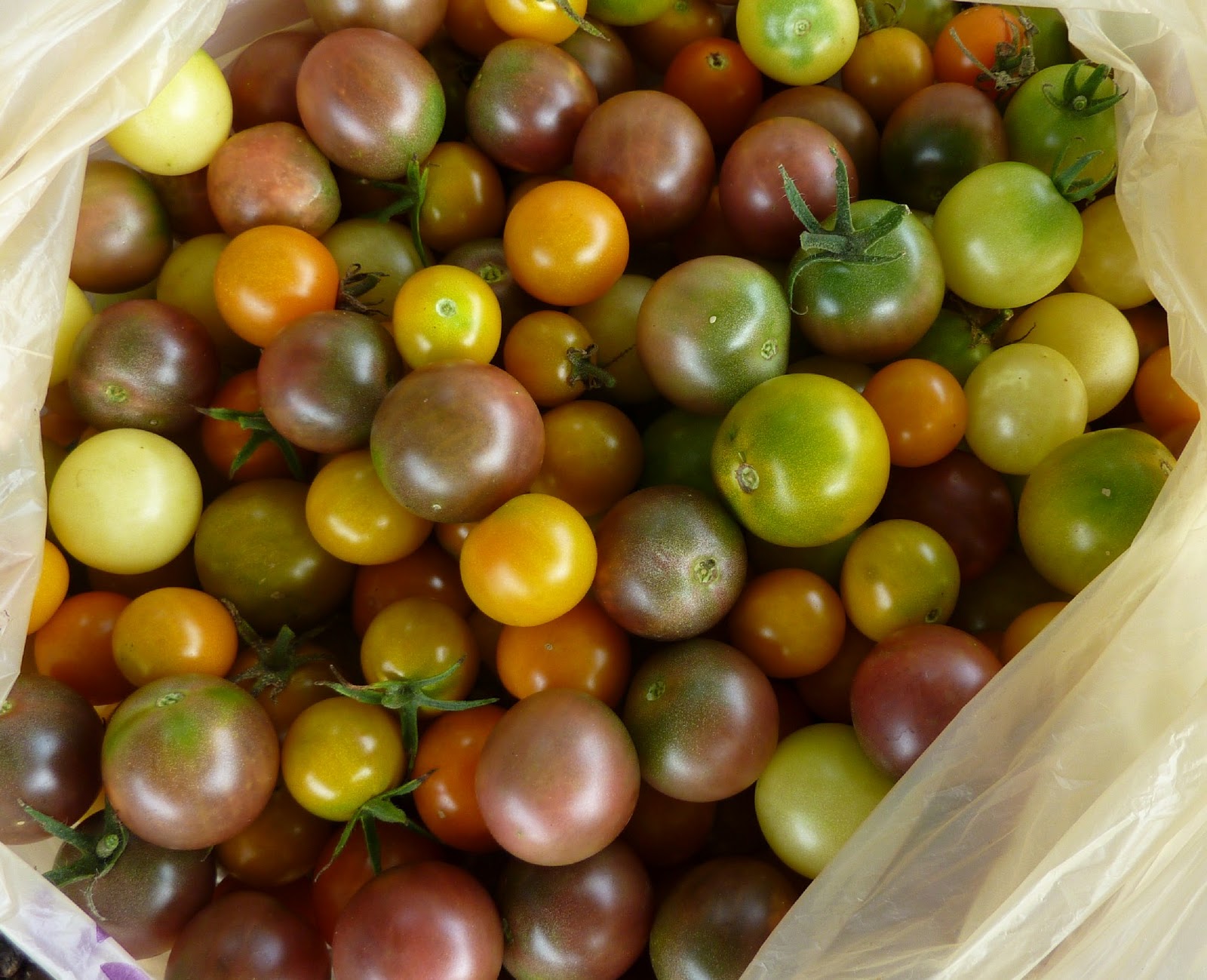 Rogue Eggplant: A singular concern