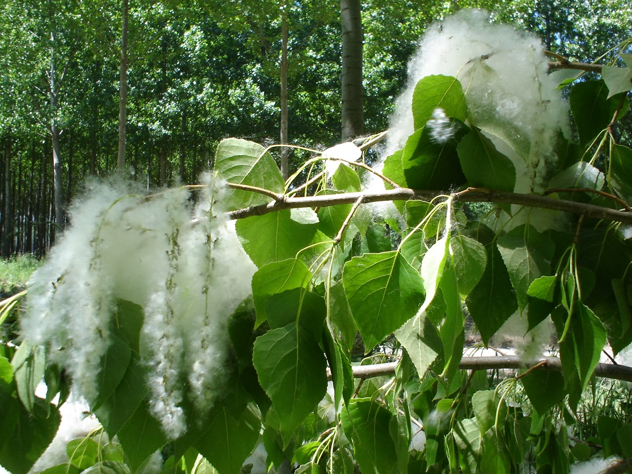 La conspiracion del algodon de alamo | ElAntro