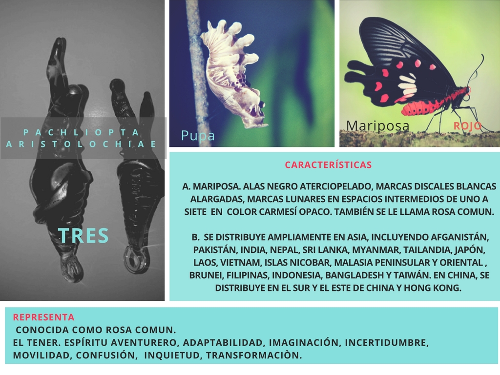 Clasificación de Crisálidas
