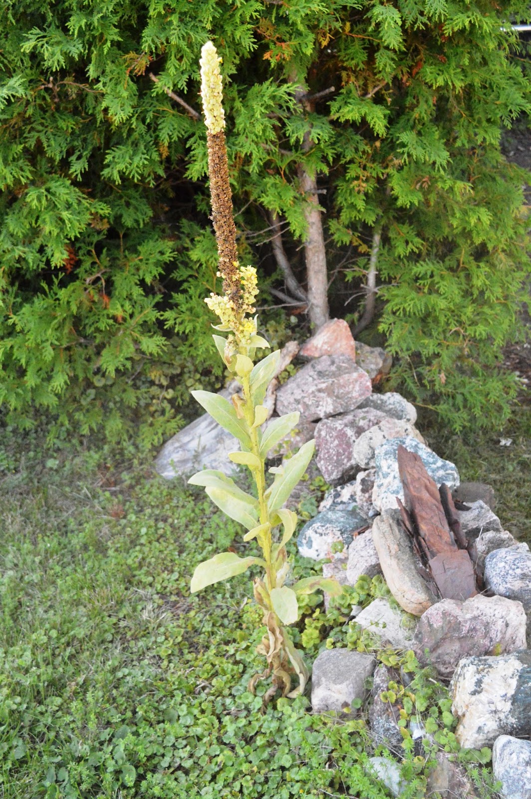 Underground Medicine: Garbling the mullein