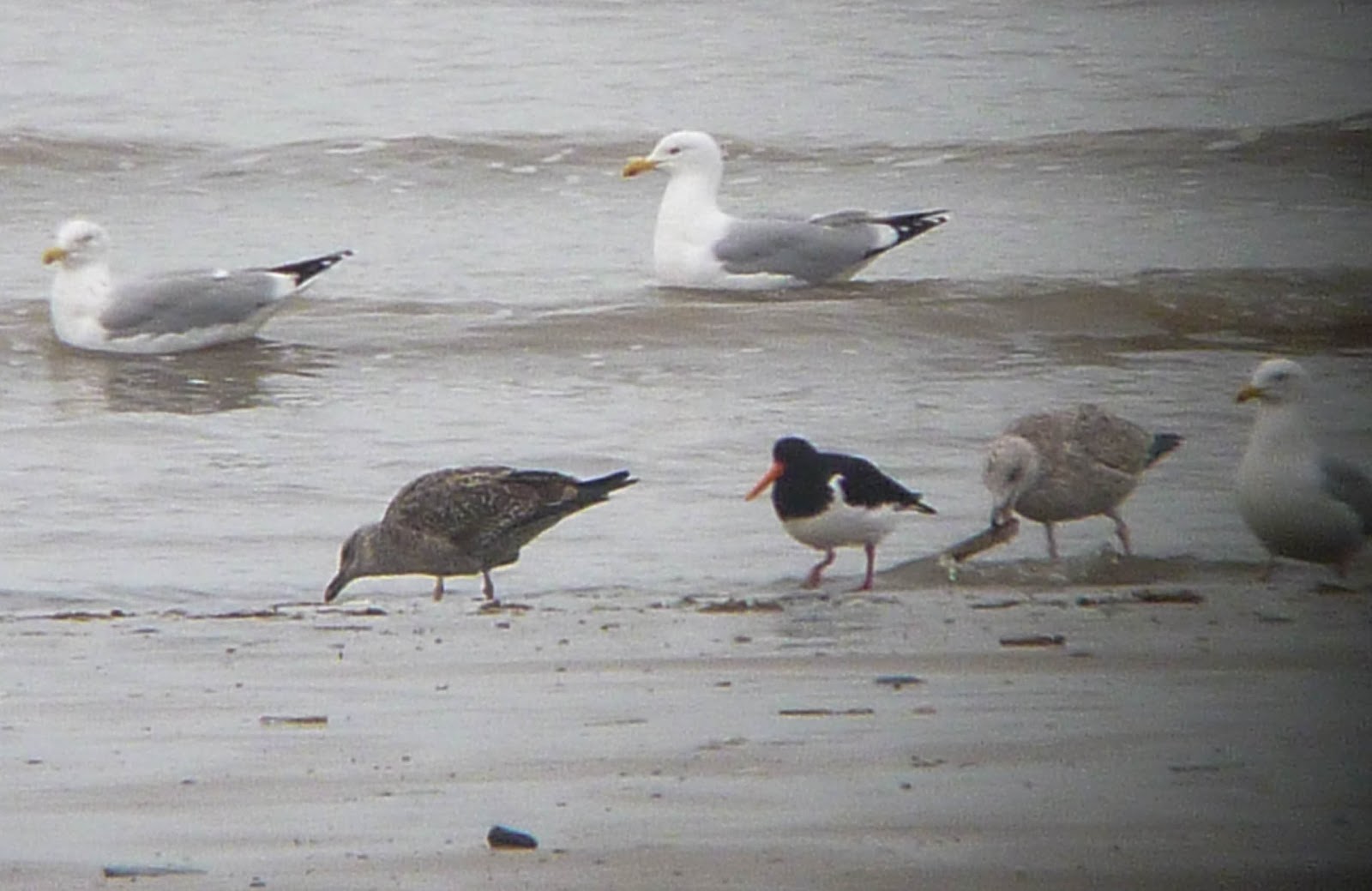 We Bird North Wales: East Conwy coast gulling