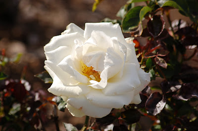 Exploring Beautiful Bellingham & Whatcom County: Cornwall Rose Garden ...