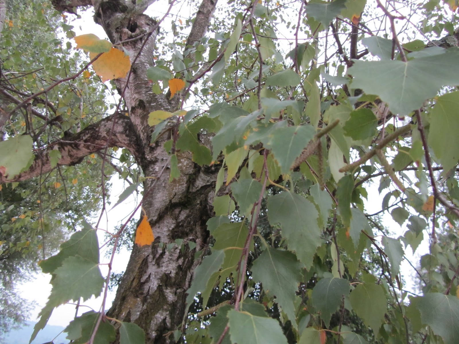 La Betulla Bianca (Betula pendula): Distribuzione e Caratteristiche ...
