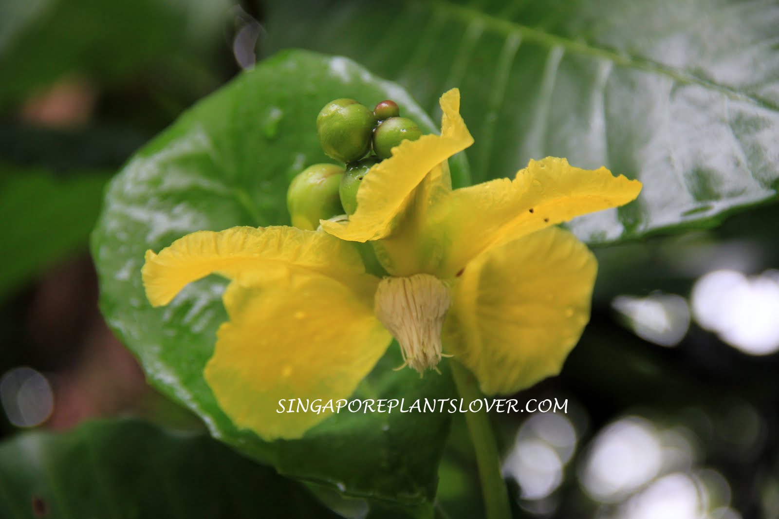 Singapore Plants Lover: Simpoh Air