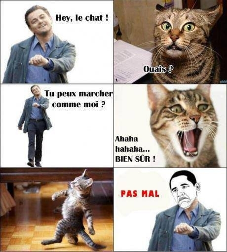 Blague De Jour !: LE CHAT QUI MARCHE.