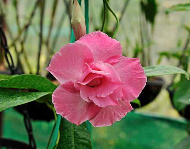 Terbaru 11+ Gambar Jenis Bunga Adenium - Gambar Bunga Indah
