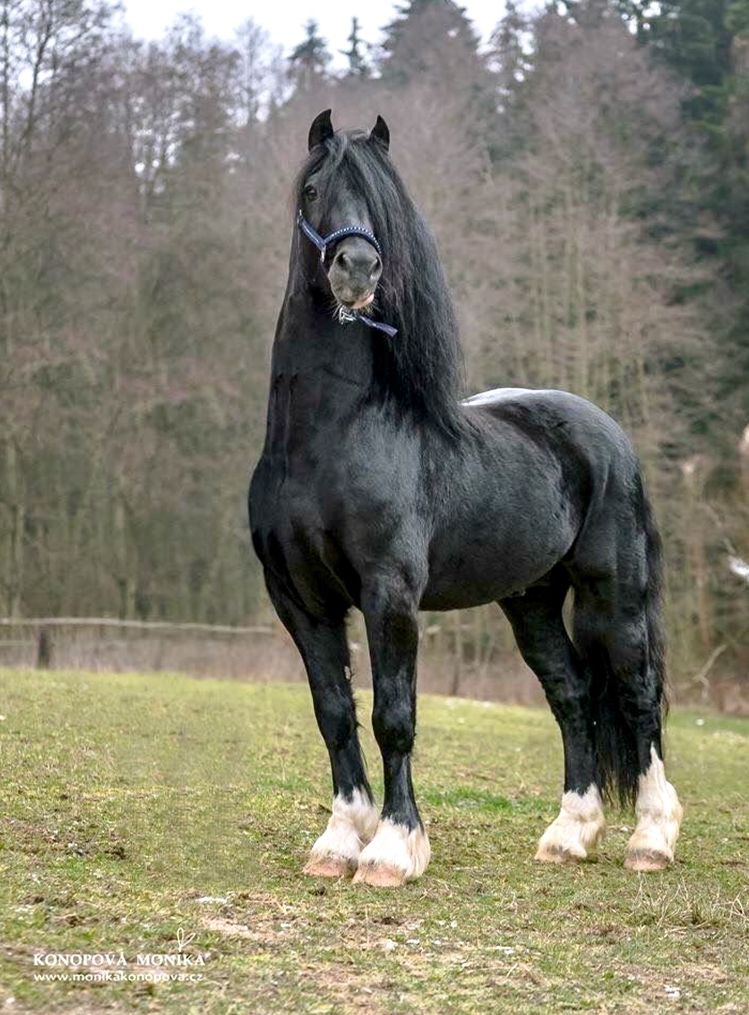 Cavalos | Belas Imagens de Cavalos