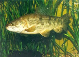 Peces de laguna: Peces de Lagunas