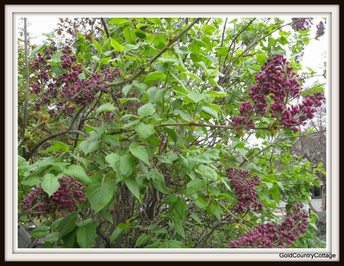 GoldCountryCottage: LITTLE OF THIS..SOME OF THAT..AND A SUPER HERO...