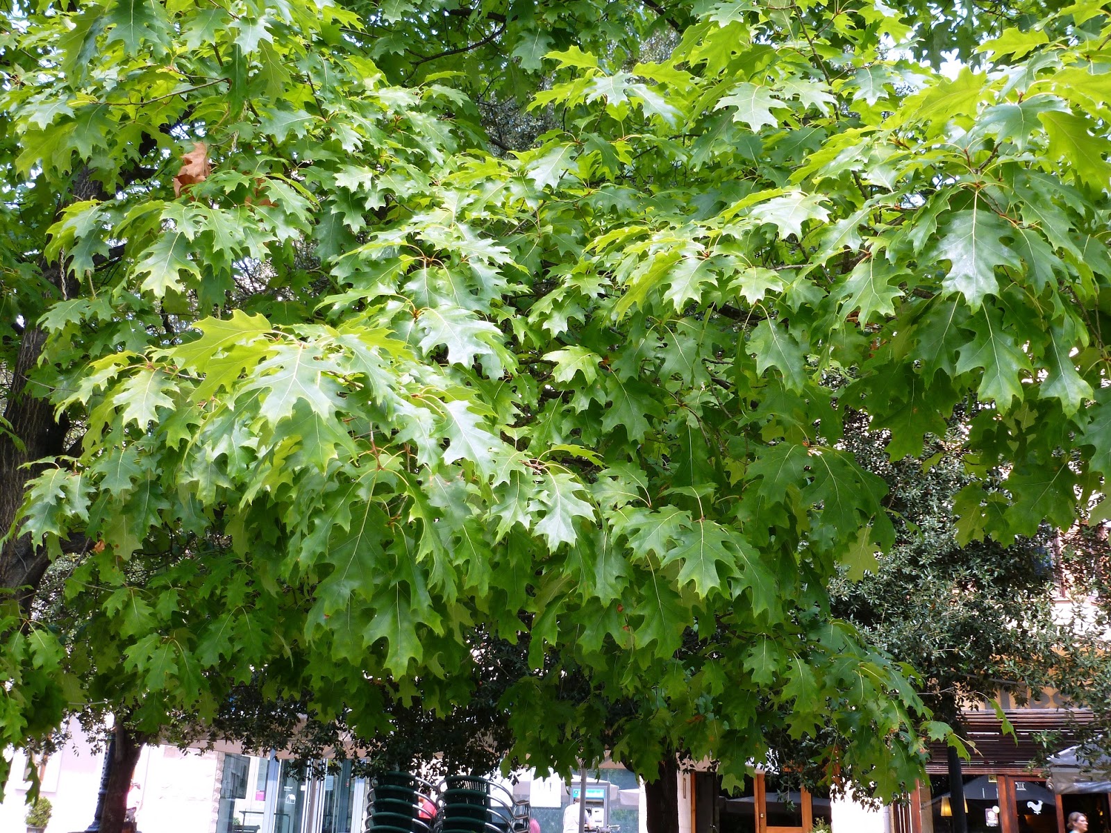Árboles con alma: Roble rojo americano (Quercus rubra)