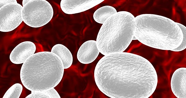 DICCIONARIO DE BIOLOGIA: ¿QUÉ SON GLOBULOS BLANCOS?